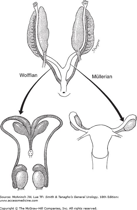 Disorders Of Sex Development Abdominal Key