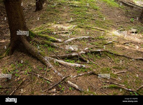 Tree With Visible Roots In A Forest In Styria Stock Photo Alamy