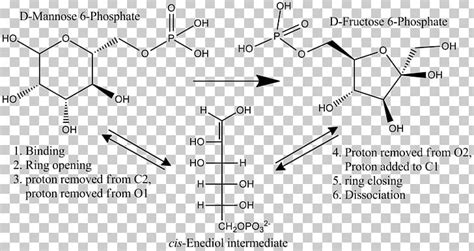 Mannose Phosphate Isomerase Mannose 6 Phosphate Glucose 6 Phosphate Isomerase Png Clipart