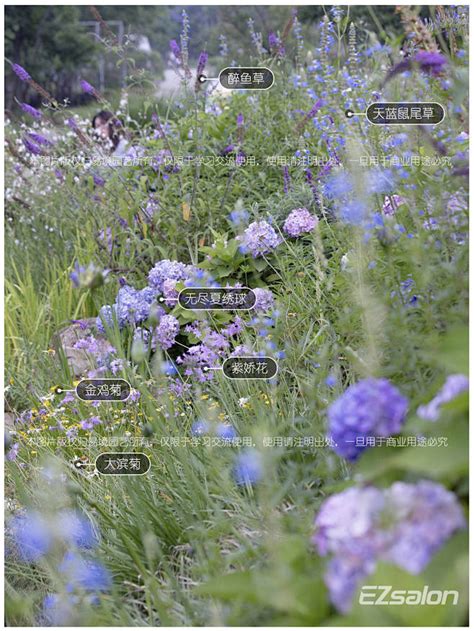蓝紫色花境 醉鱼草 天蓝鼠尾草 无尽夏 紫娇花 金鸡菊 大滨菊