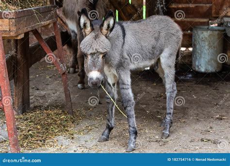 Gros Plan Joli Petit Cul Un Jeune Cul Dans Sa Maison Photo Stock