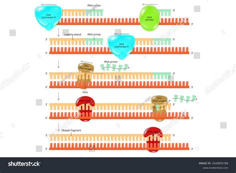Step Dna Replication Vector Synthesis Lagging Stock Vector Royalty