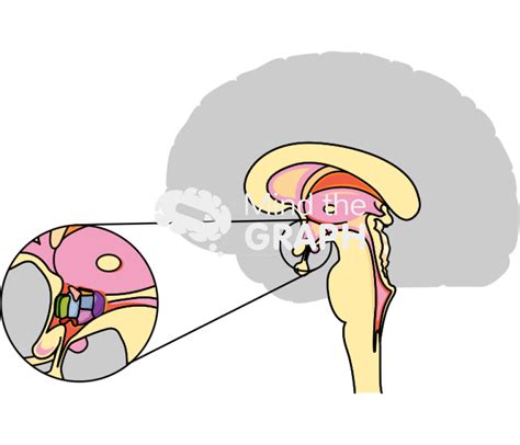 Suprachiasmatic Nucleus Location
