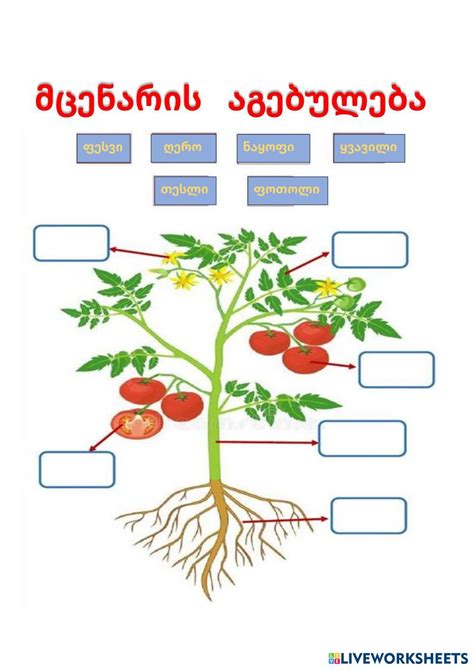 მცენარის აგებულება Live Worksheets