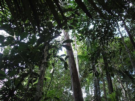 Tree Diversity Tree Diversity