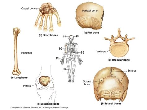 Functions Of Bone Osseous Tissue Structural Support Protection