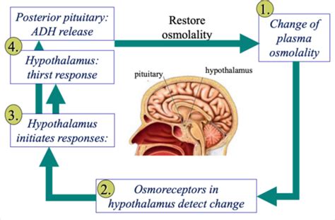 The Control Of Plasma Osmolality Flashcards Quizlet