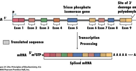 Sandwalk RNA Splicing Introns And Exons