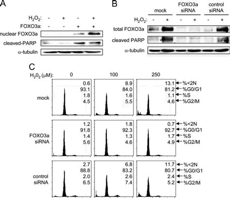 Hesc Apoptosis In Response To Oxidative Stress Is Mediated By Foxo