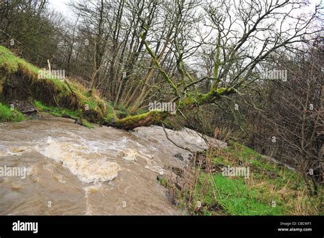 Tree Falling Into River From Erosion And Environmental Issues On The River Brun In Burnley