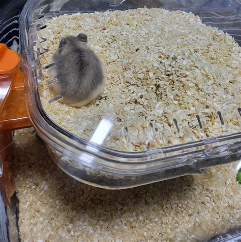 햄스터 암컷 수컷 구분이랑 나이 지식in