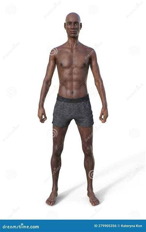 A 3d Illustration Of A Male Body With Ectomorph Body Type Stock