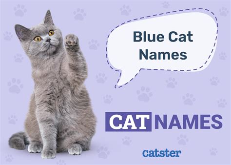 157 Blue Cat Names For Your Favorite Colored Cat Catster