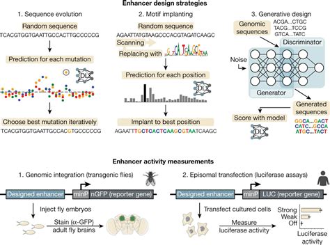 Unlocking The Enhancer Code Deep Learning S Role In Designing Cell
