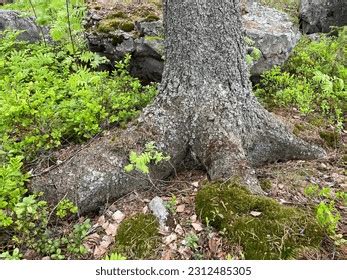 Tree Roots Covered Moss Images Stock Photos D Objects Vectors Shutterstock
