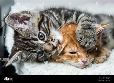 Kittens Cuddling Advice From The Team Elles Guide To Getting Started