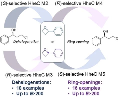 Stereoselective Synthesis Of Oxetanes Catalyzed By An Engineered
