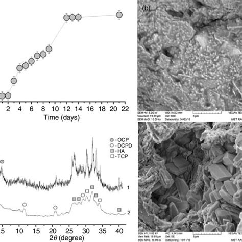 Dissolution Behavior Of The A Tcp Ocp Cement As Function Of Setting Download Scientific Diagram