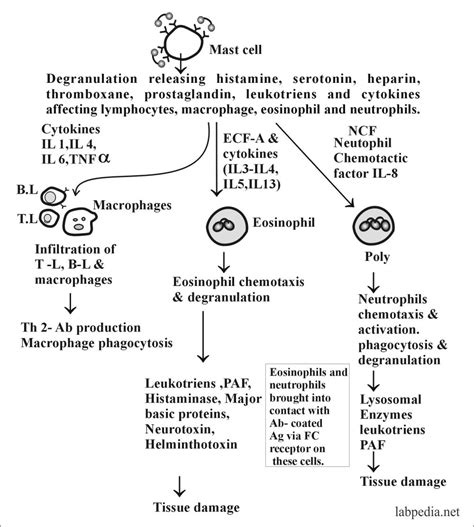 Chapter 11 Type 1 Hypersensitivity Reaction Anaphylaxis Atopy And Treatment