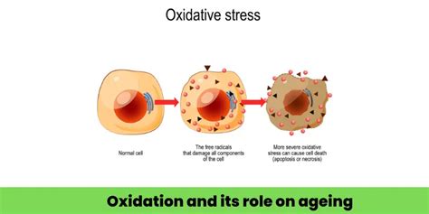 Is Oxidation The Reason Your Prematurely Ageing The Naked Chemist