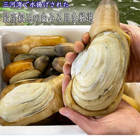 楽天市場みる貝 冷凍 白ミル貝 100g3袋 下処理済み 送料無料岬だよりショップ