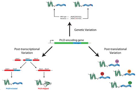 Protein Sequence Variation Introduced At The Genetic Download