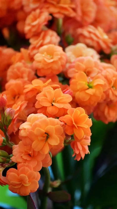 Karnataka Government Approves B Smile Creation For Bengalurus Rs 7 000 Crore Infrastructure