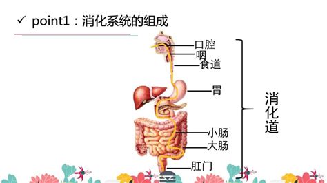 2020 2021学年第四单元 生物圈中的人第二章 人体的营养第二节 消化和吸收教案配套ppt课件 教习网课件下载