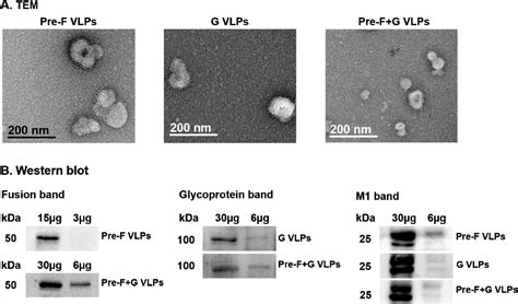 Figure 1 From Virus Like Particle Vaccine Expressing The Respiratory Syncytial Virus Pre Fusion