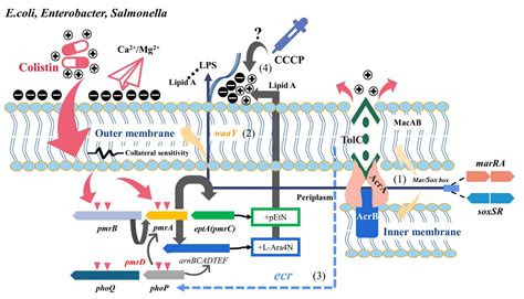 Frontiers Role Of Efflux Pumps Their Inhibitors And Regulators In