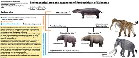Phylogenetic Taxonomy Of Proboscidean Of Kaimere 1 By Olivierdudot On Deviantart