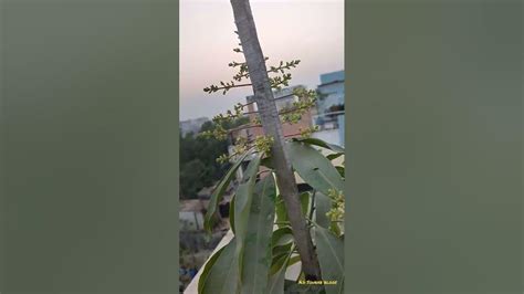 আম গাছে মুকুল ফুল এসেছে 😍 Eyelook O9s Youtube
