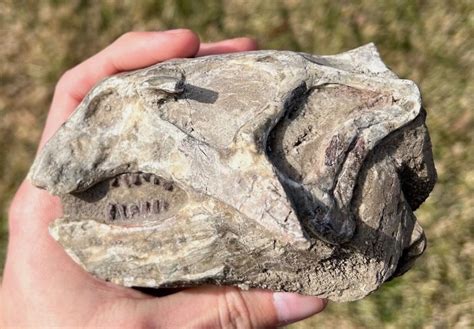 Rare Fossil Psittacosaurus Dinosaur Skull Bone China Yixian Fm