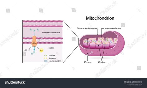 Mitochondrial Matrix Clpp Encyclopedia Mdpi