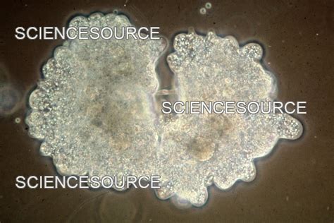 Binary Fission Or Asexual Reproduction Stock Image Science Source Images