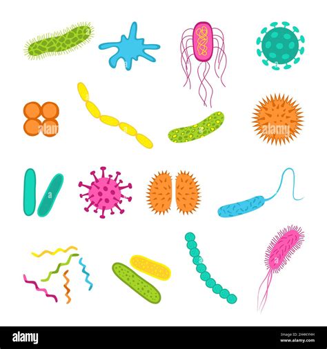 Coccus Bacillus Spirillum