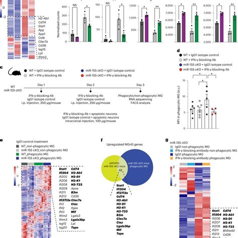 Targeting Interferon γ Signaling Abolishes The Beneficial Effect Of Download Scientific Diagram