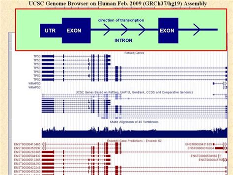 Bits Ucsc Genome Browser Part 1