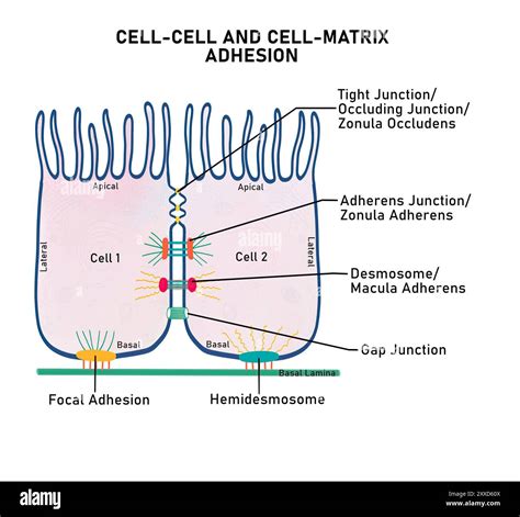 Cell Cell And Cell Matrix Adhesion Junctions Illustration Cell Adhesion Is The Process By