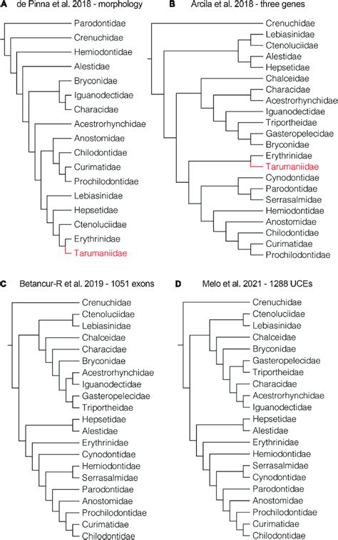 Alternative Hypotheses For Interfamilial Relationships In Characiformes
