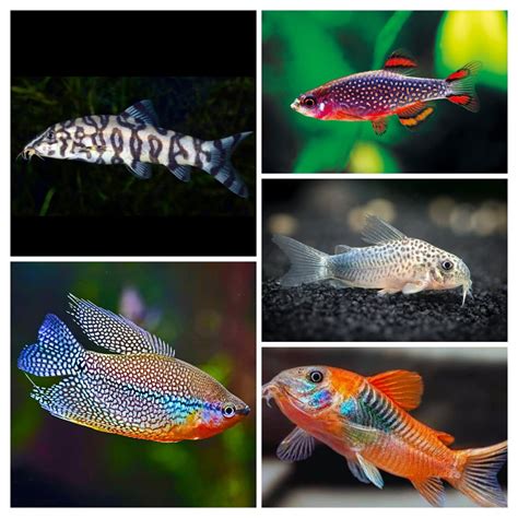 Yoyo Loaches With Pearl Gourami R Gourami