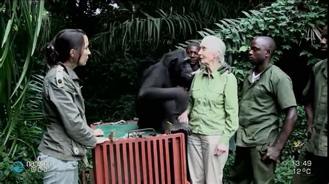 ჯუნგლებში გატარებული 60 წელი ჯეინ გუდალის ცხოვრება შიმპანზეებთან ერთად Youtube