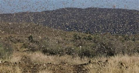 Locust Swarm  Locust Swarm