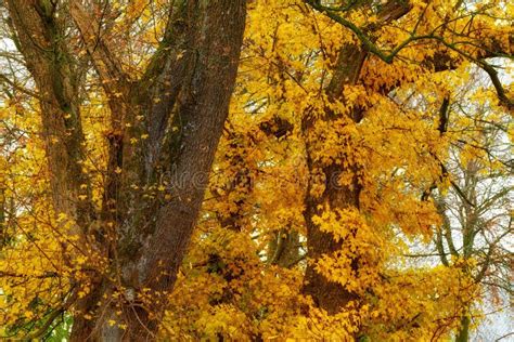 Beautiful Tree With Bright Yellow Leaves Outdoors In Nature In A Forest On An Autumn Day Trees