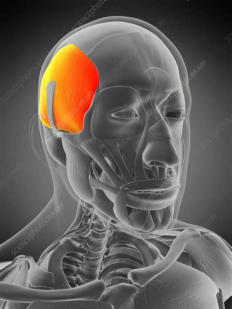 Temporalis Muscle Illustration Stock Image F029 4872 Science