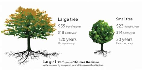 The Large Tree Argument Download Scientific Diagram