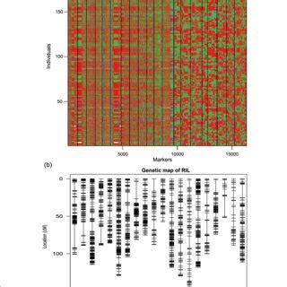 The Construction Of The SNP Map For The RIL Population A Genotype Download Scientific