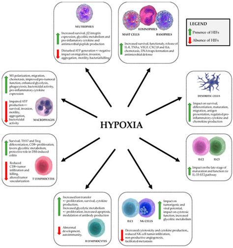 Biomedicines Special Issue Hypoxia