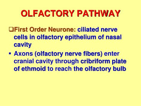 Ppt Olfactory And Vestibulocochlear Pathways Powerpoint Presentation