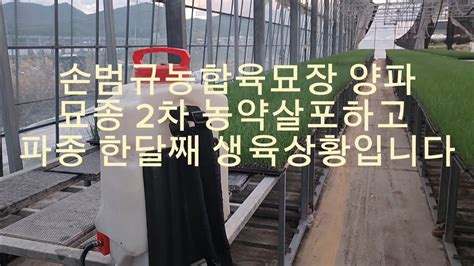 231009월 농약농합디펜스 어디에나세트2차살포 1차파종9월9일토 2차파종9월13일수 3차파종9월15일금 농우바이오 케이파워 가조농약종묘사 손범규농합육묘장